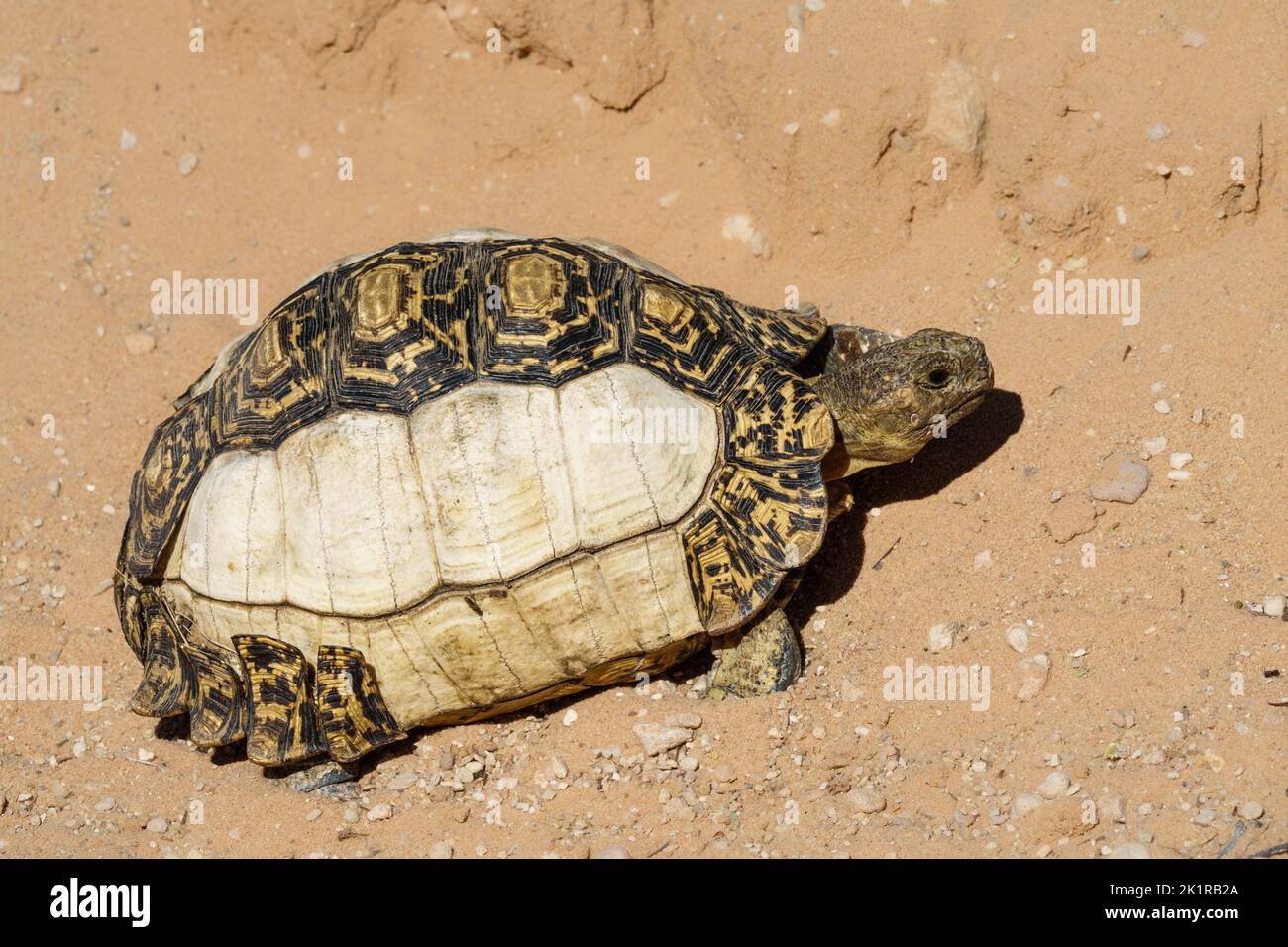 Dark marks on sides of head hi-res stock photography and images - Alamy