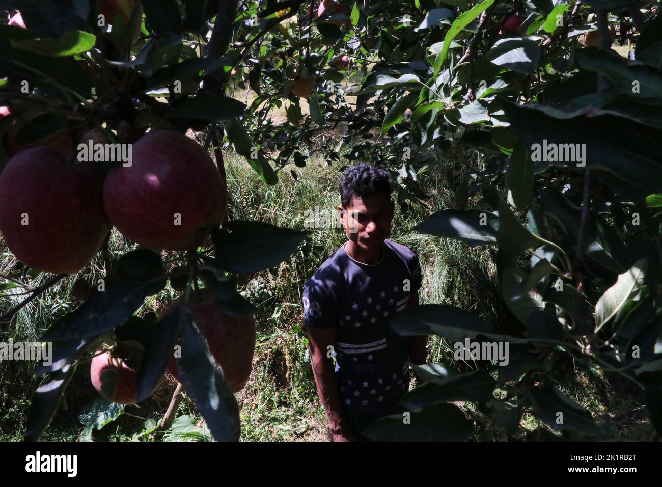 Kashmir apple orchards hi-res stock photography and images - Alamy