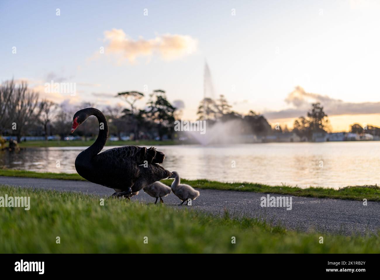 A family of swans against a background of a water fountain at Lake ...