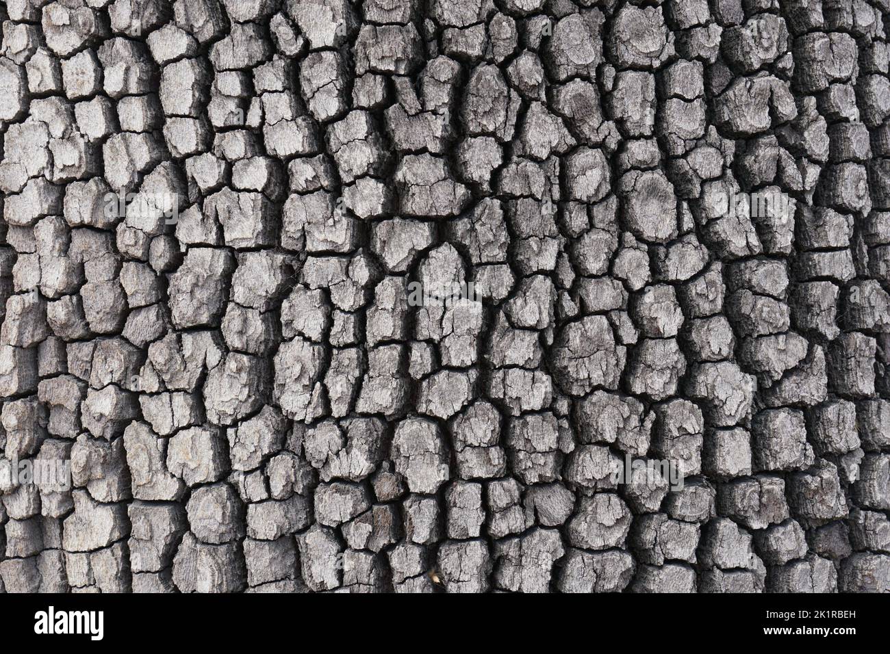 natural exterior of an old tree, background Stock Photo - Alamy