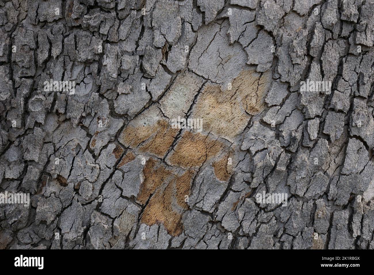 natural exterior of an old tree, background Stock Photo - Alamy