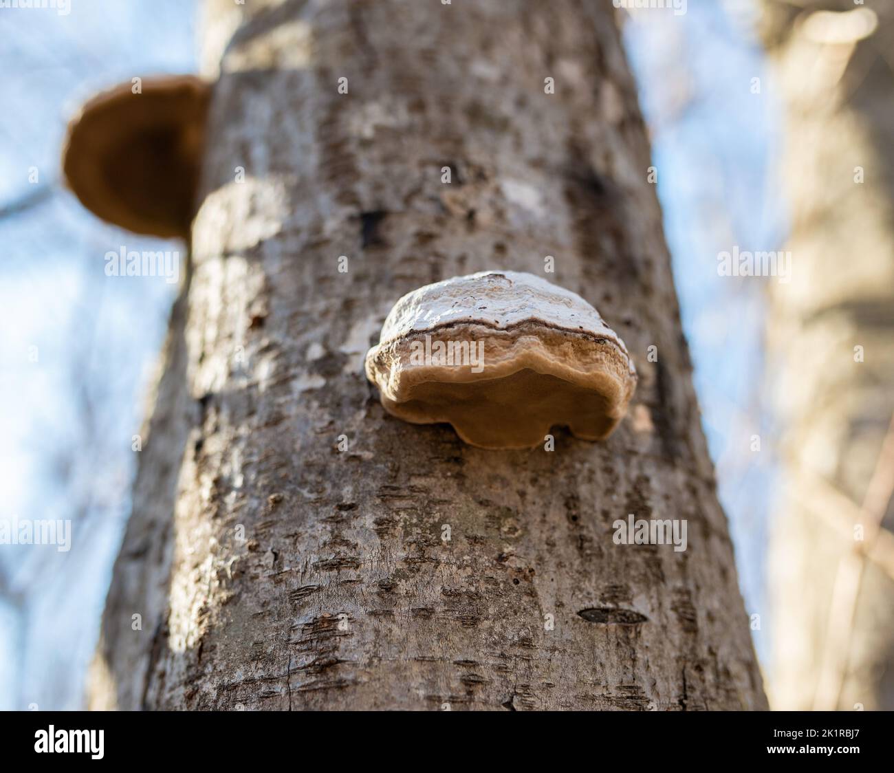 Tree with tinder fungus in an autumn forest Stock Photo - Alamy