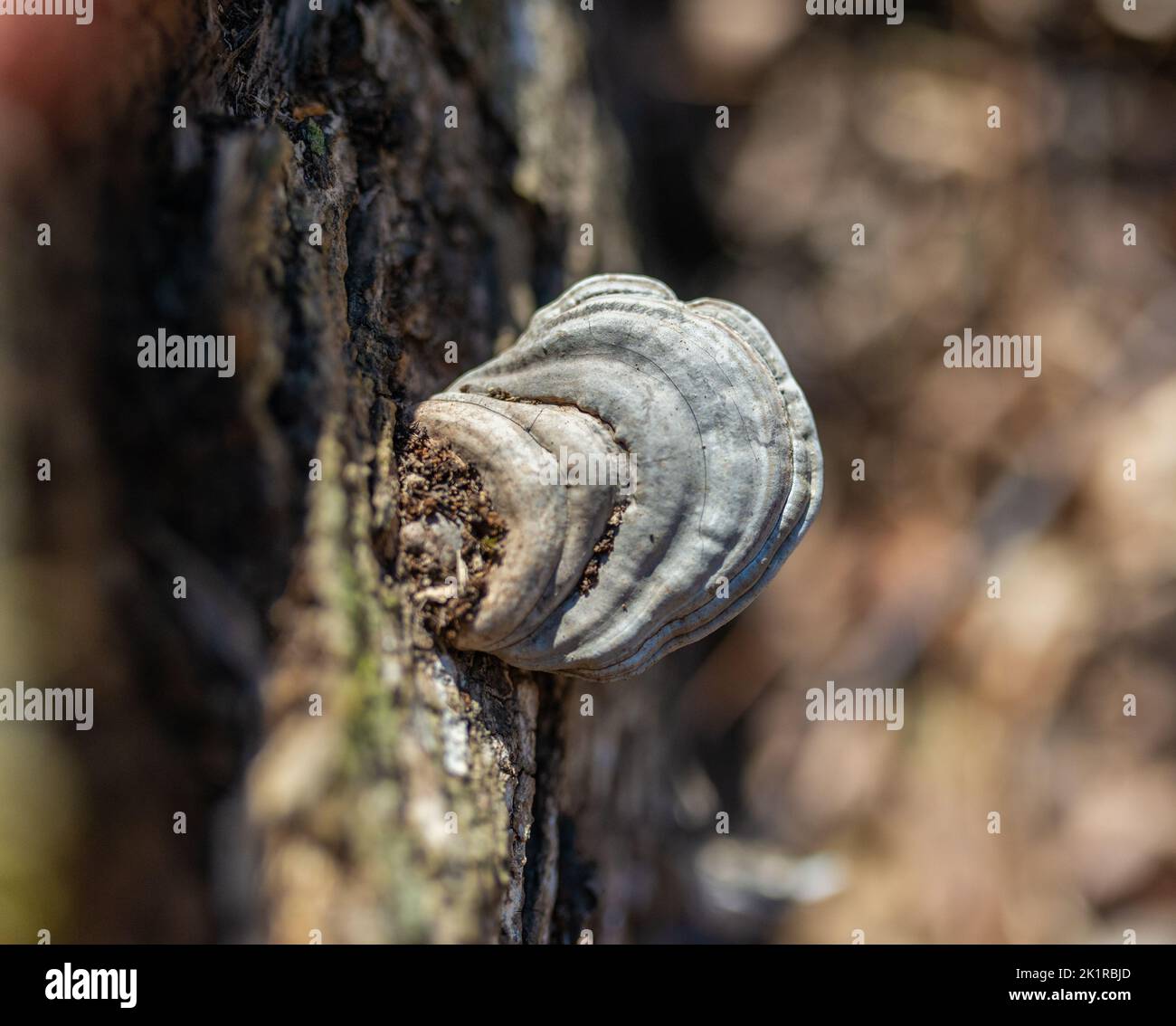 Tree with tinder fungus in an autumn forest Stock Photo - Alamy