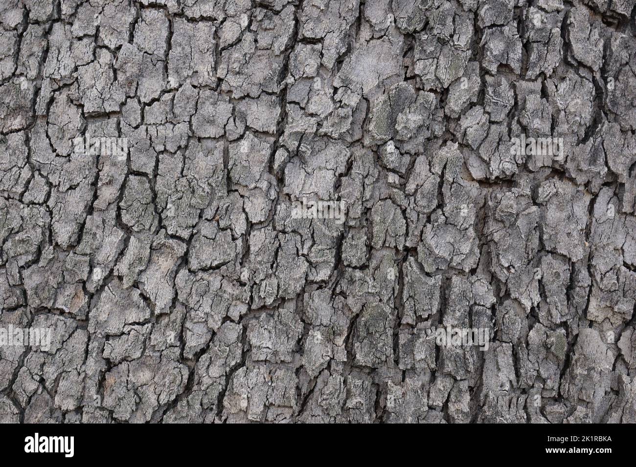 natural exterior of an old tree, background Stock Photo - Alamy