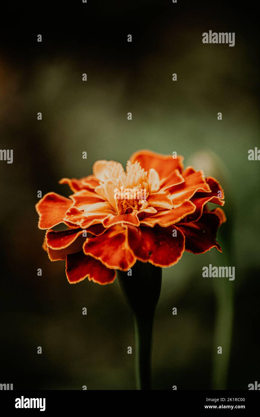 The birth flower of october hi-res stock photography and images - Alamy