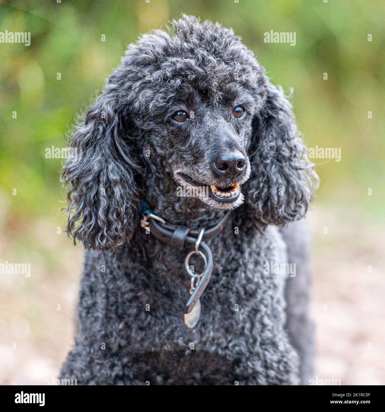black miniature poodle Stock Photo - Alamy
