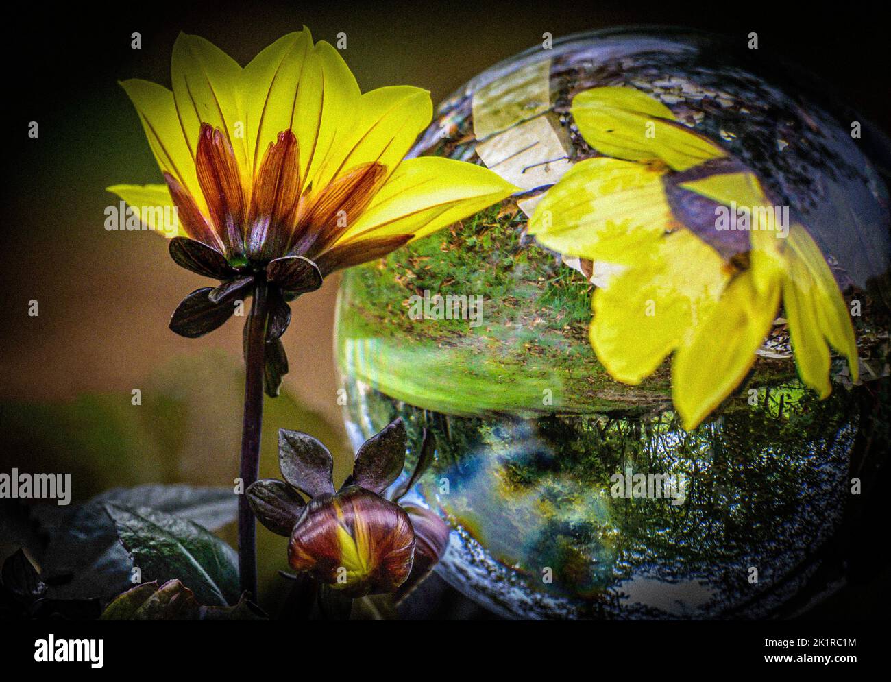 Leicestershire 20th September 2022: Upside garden flowers in autumn ...