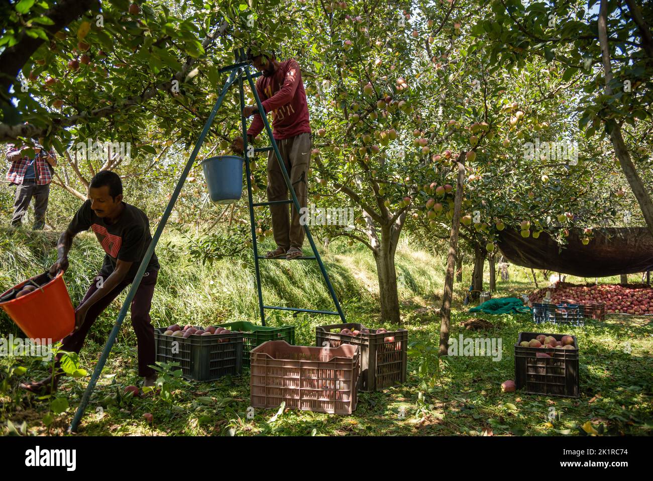 Farmers pick fresh apples from a tree in an orchard in Pulwama. The ...