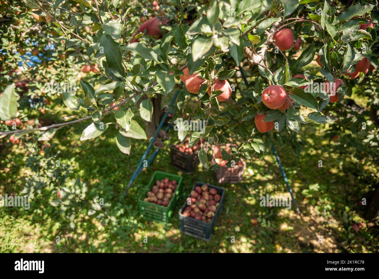 Fresh apples seen hanging on a tree in an orchard in Pulwama. The ...