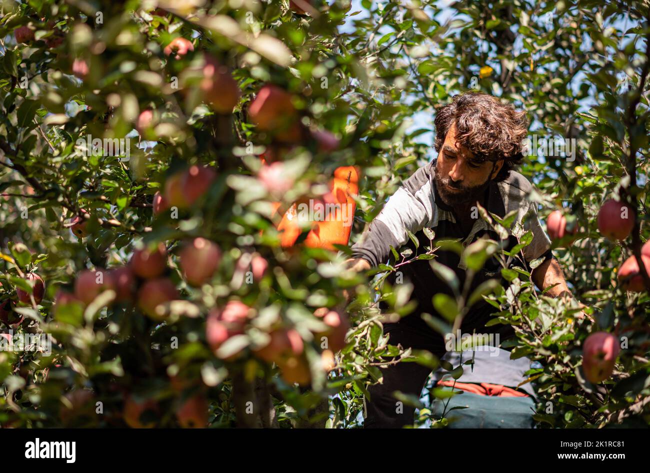 A farmer picks fresh apples from a tree in an orchard in Pulwama. The ...