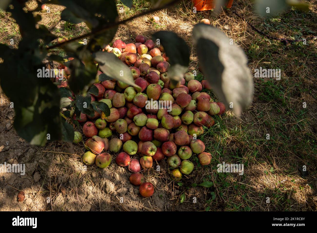 Rotten apples lie on the ground in an apple orchard in Pulwama. The ...