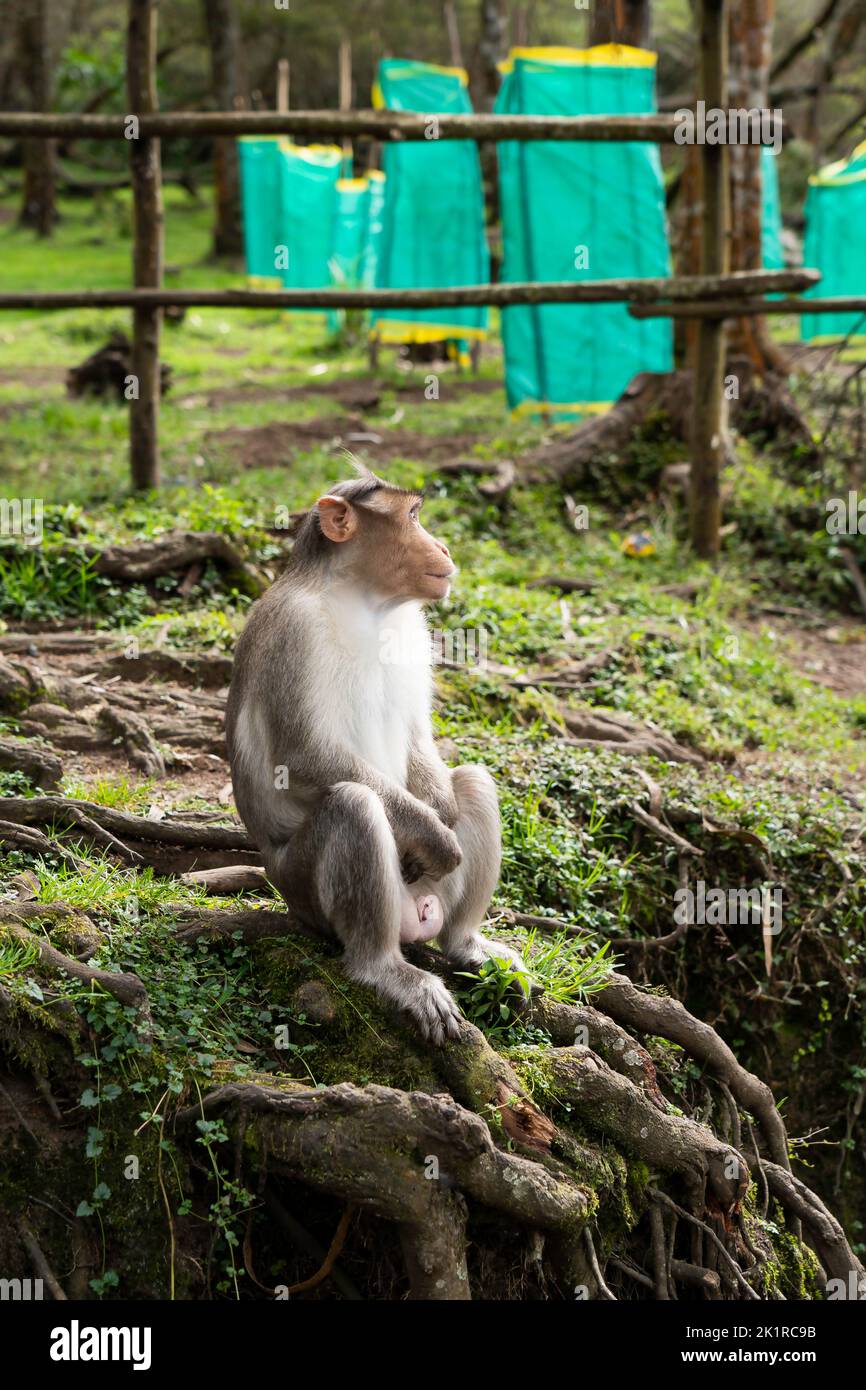 monkeys in hampi Stock Photo - Alamy