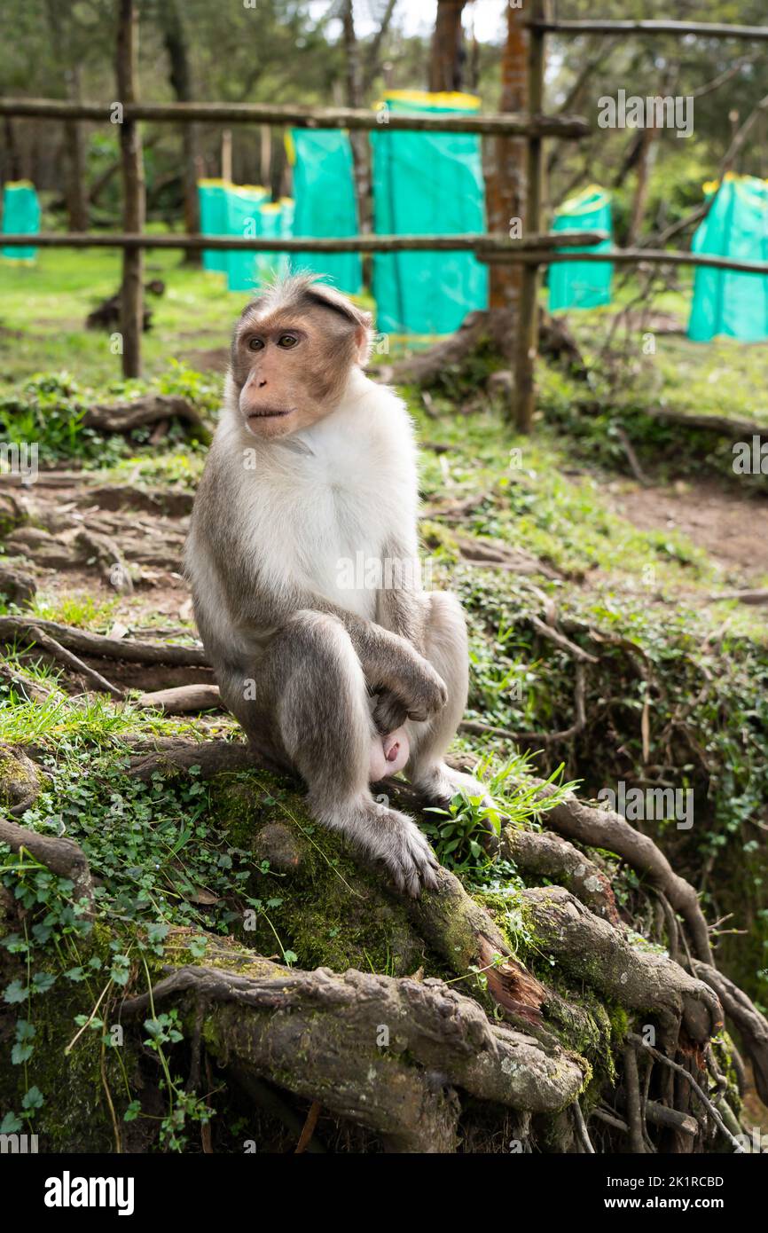 monkeys in hampi Stock Photo - Alamy