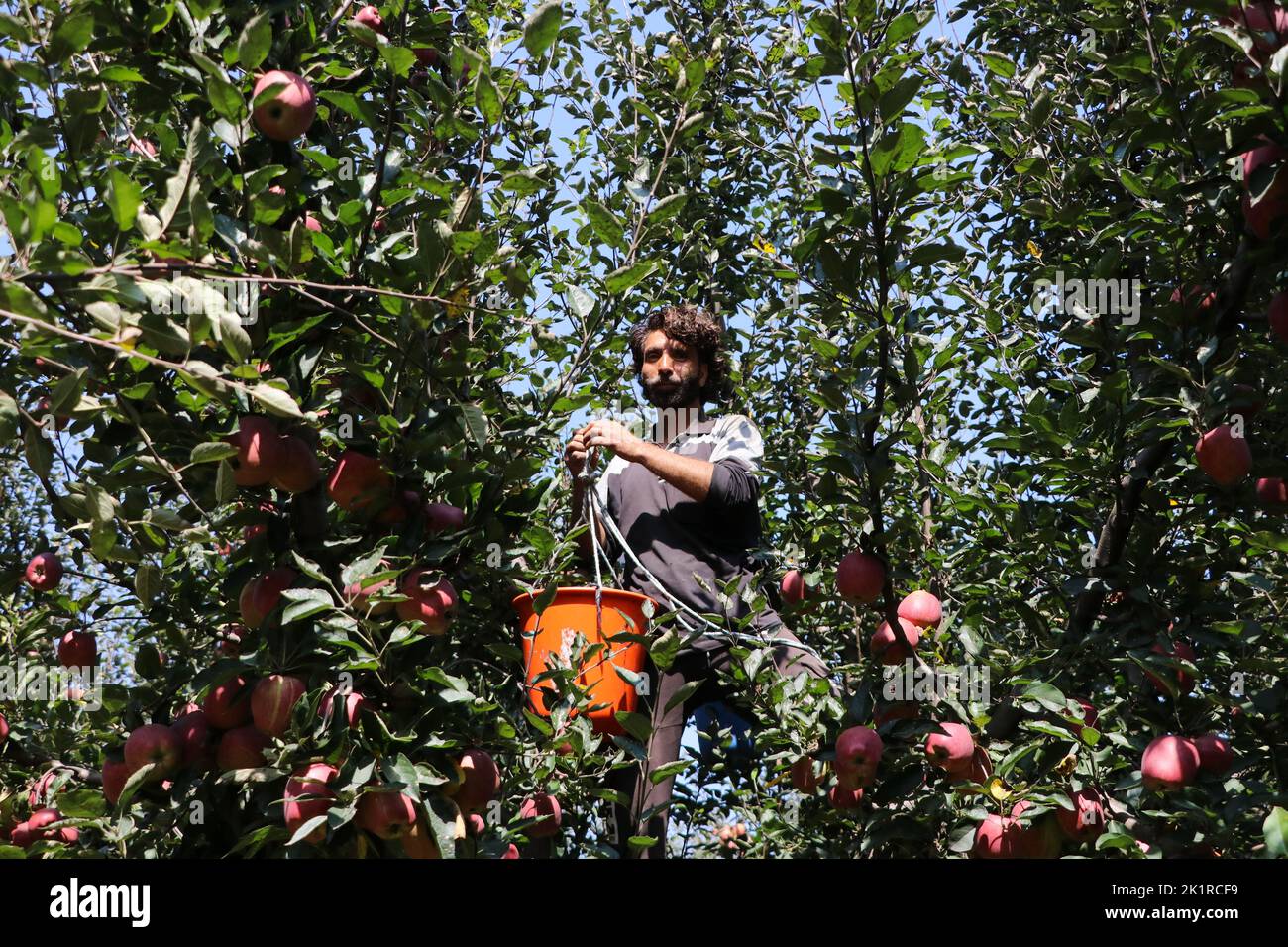 Kashmir apple orchards hi-res stock photography and images - Alamy