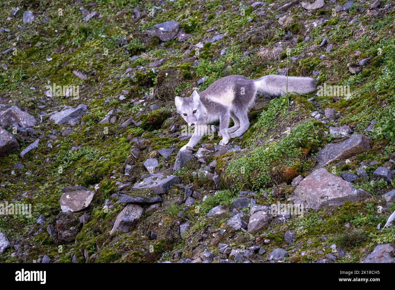 Arctic Fox (Vulpes lagopus) adult in summer pelage, in the tundra ...