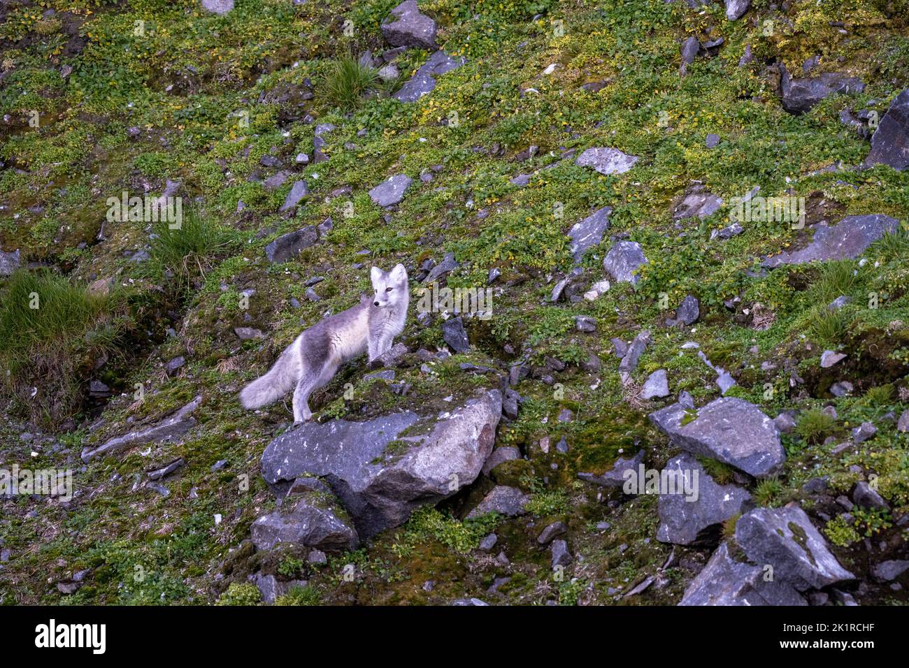 Arctic Fox (Vulpes lagopus) adult in summer pelage, in the tundra ...