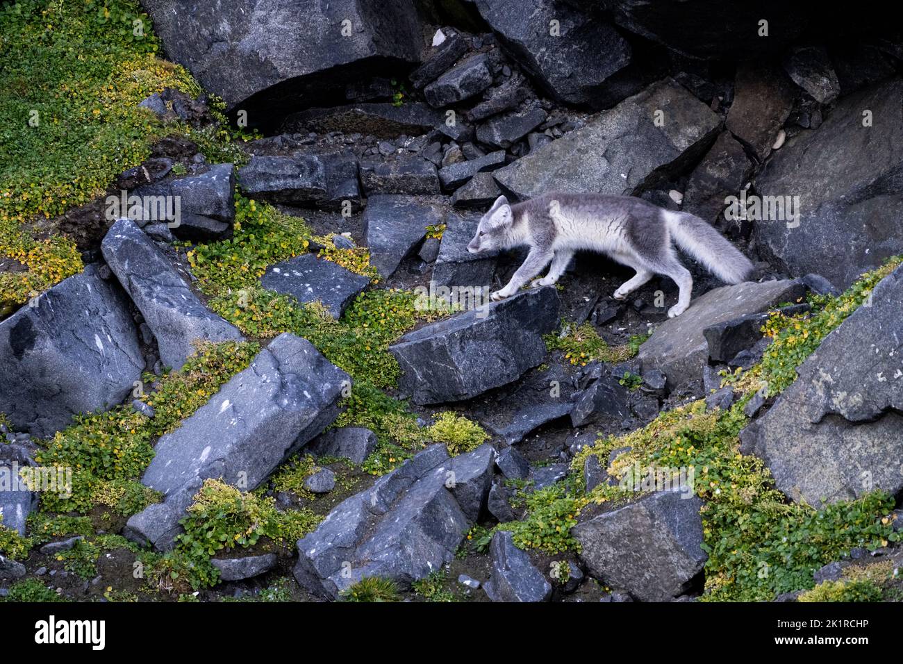 Arctic Fox (Vulpes lagopus) adult in summer pelage, in the tundra ...