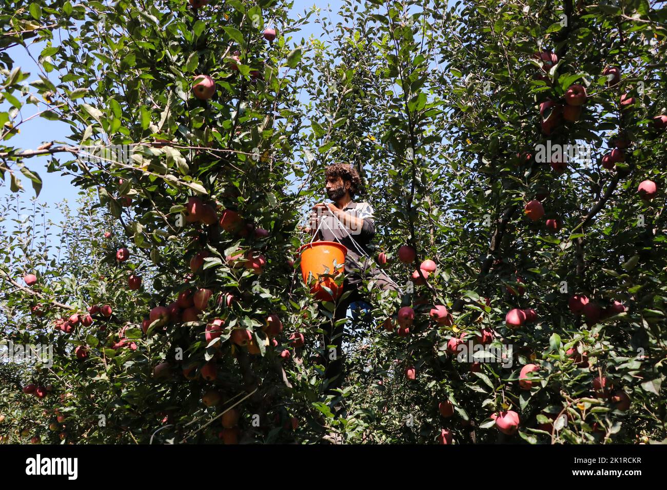 Kashmir apple orchards hi-res stock photography and images - Alamy
