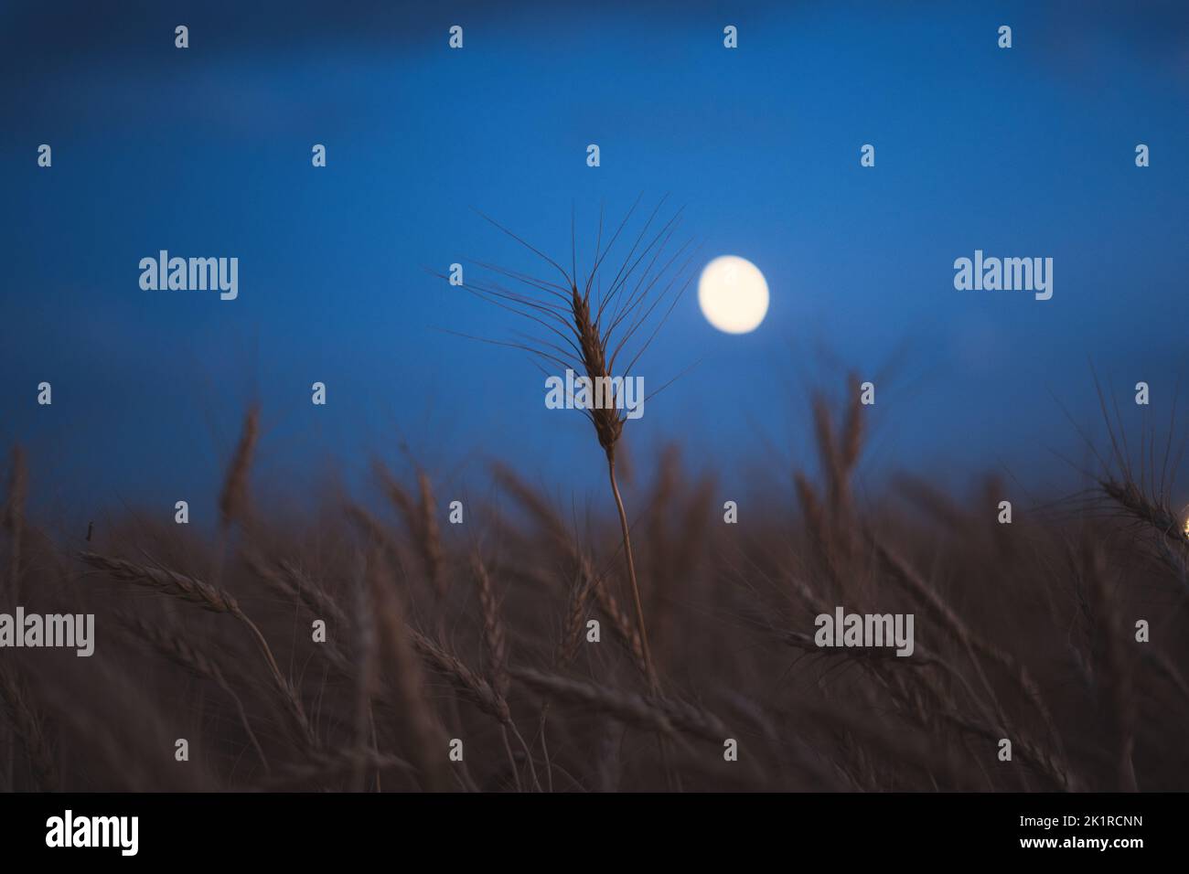 A wheat field under the moonlight Stock Photo - Alamy