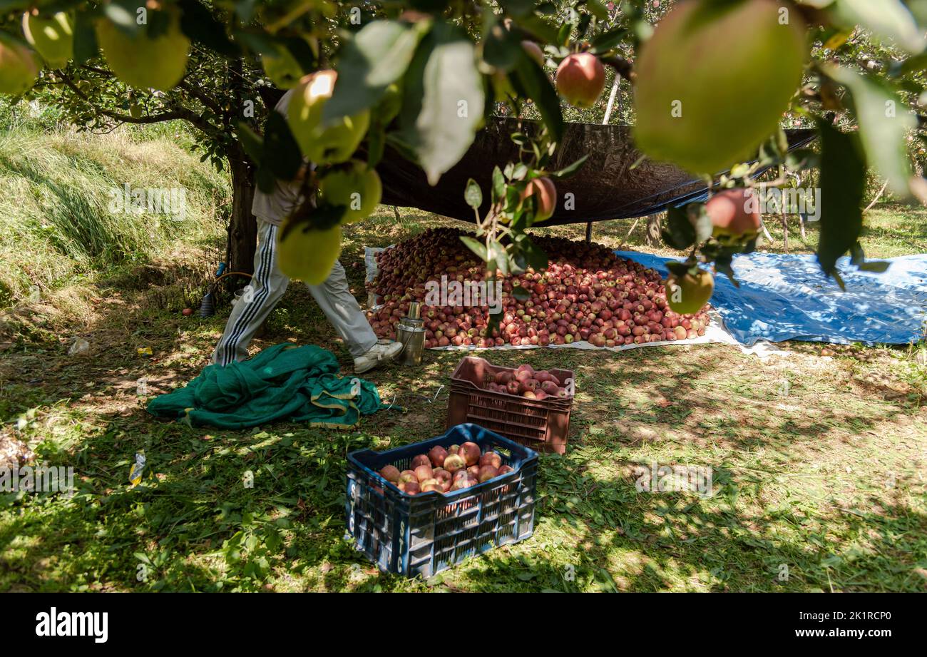 Freshly picked apples seen on the ground in an apple orchard in Pulwama ...