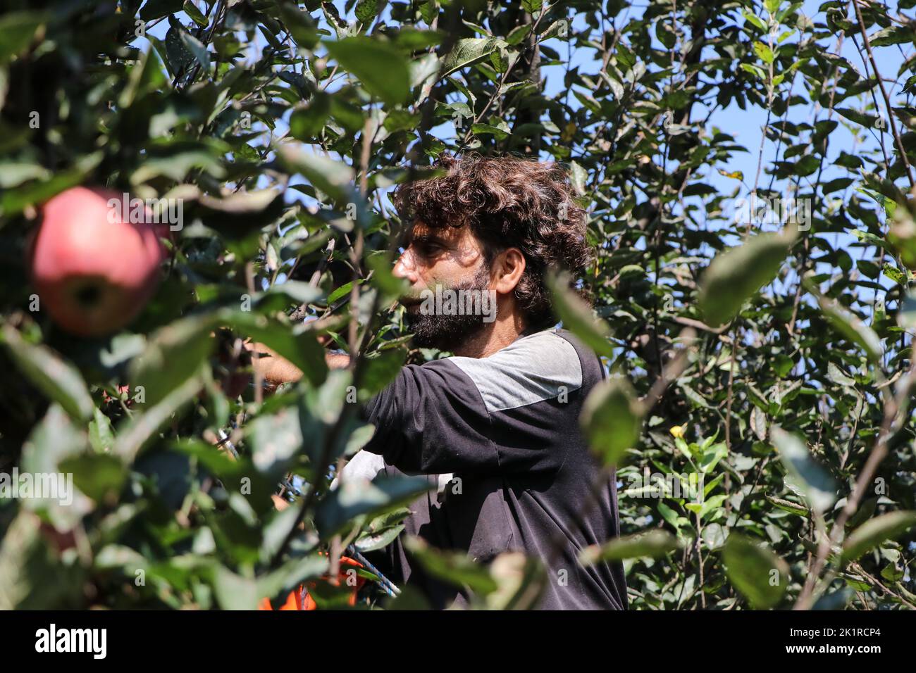 Kashmir apple orchards hi-res stock photography and images - Alamy