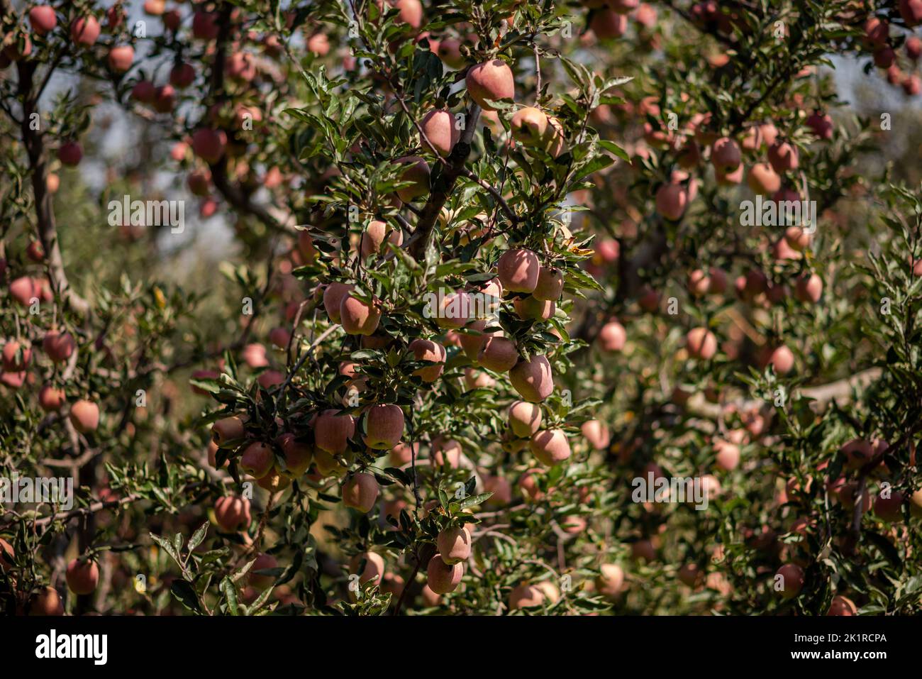 Fresh red apples seen hanging on a tree in an orchard in Pulwama. The ...