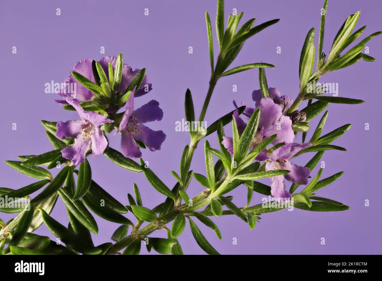 Rosemary blue lagoon hi-res stock photography and images - Alamy