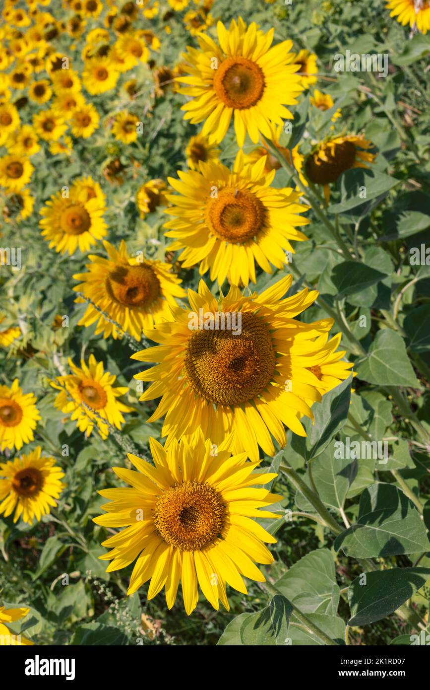 Vertical shot of 4 sunflowers (Helianthus annuus) plus huge field of ...