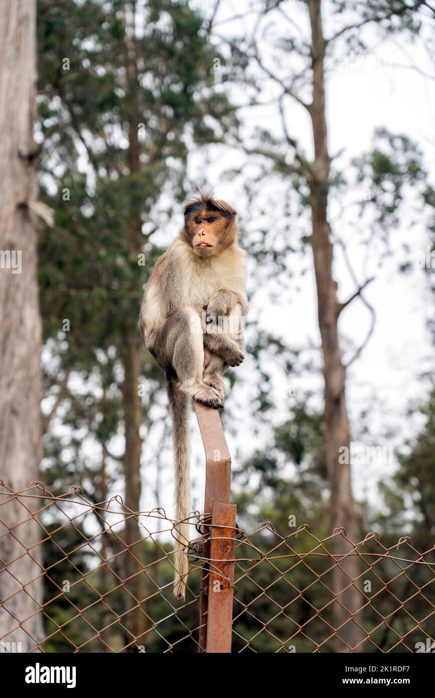 monkeys in hampi Stock Photo - Alamy