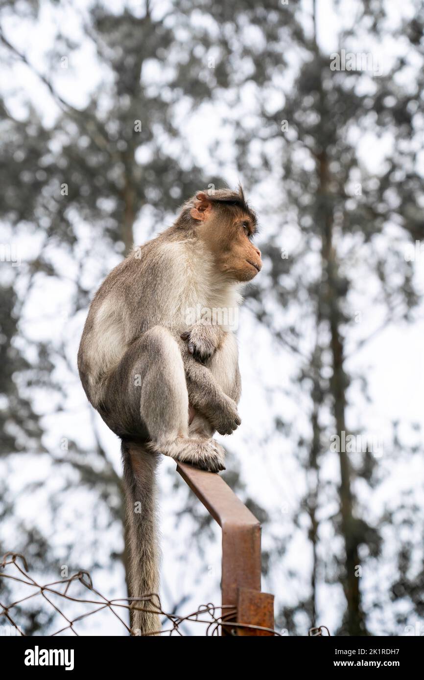 Hanuman temple hampi karnataka india hi-res stock photography and ...