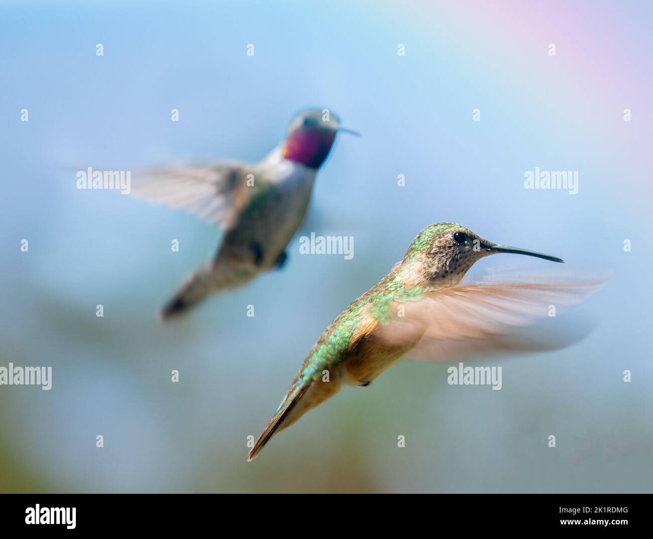 A closeup shot of ruby-throated hummingbirds flying in the air Stock ...