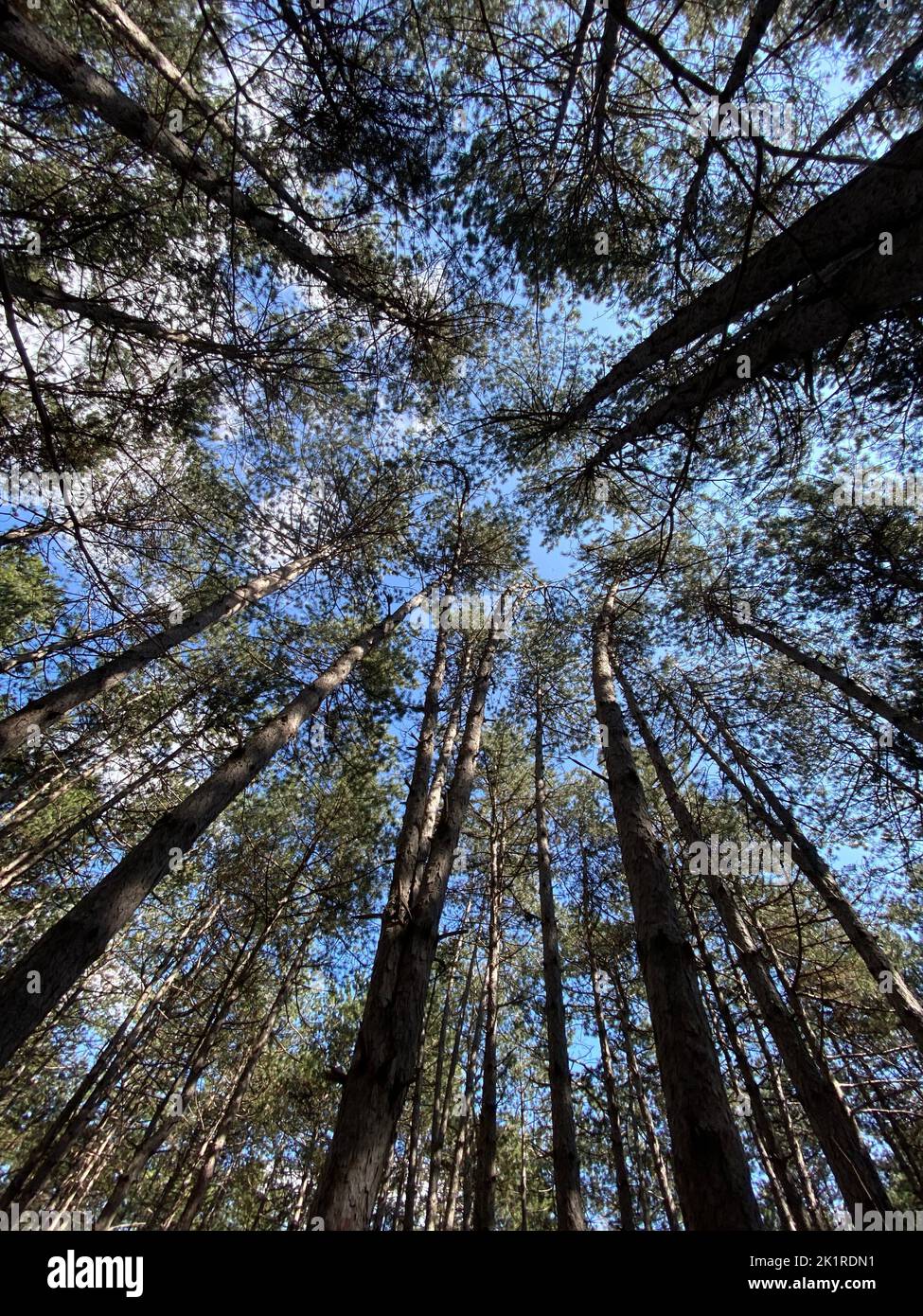 A low angle view of tall trees in forest under the sunlight and blue ...