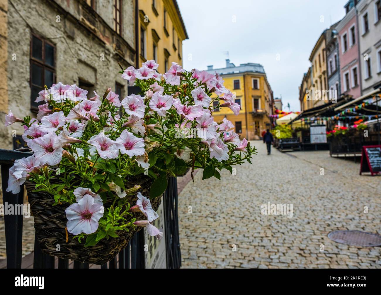 Baskets of pale pink surfinia and petunia flowers in bloom with green ...