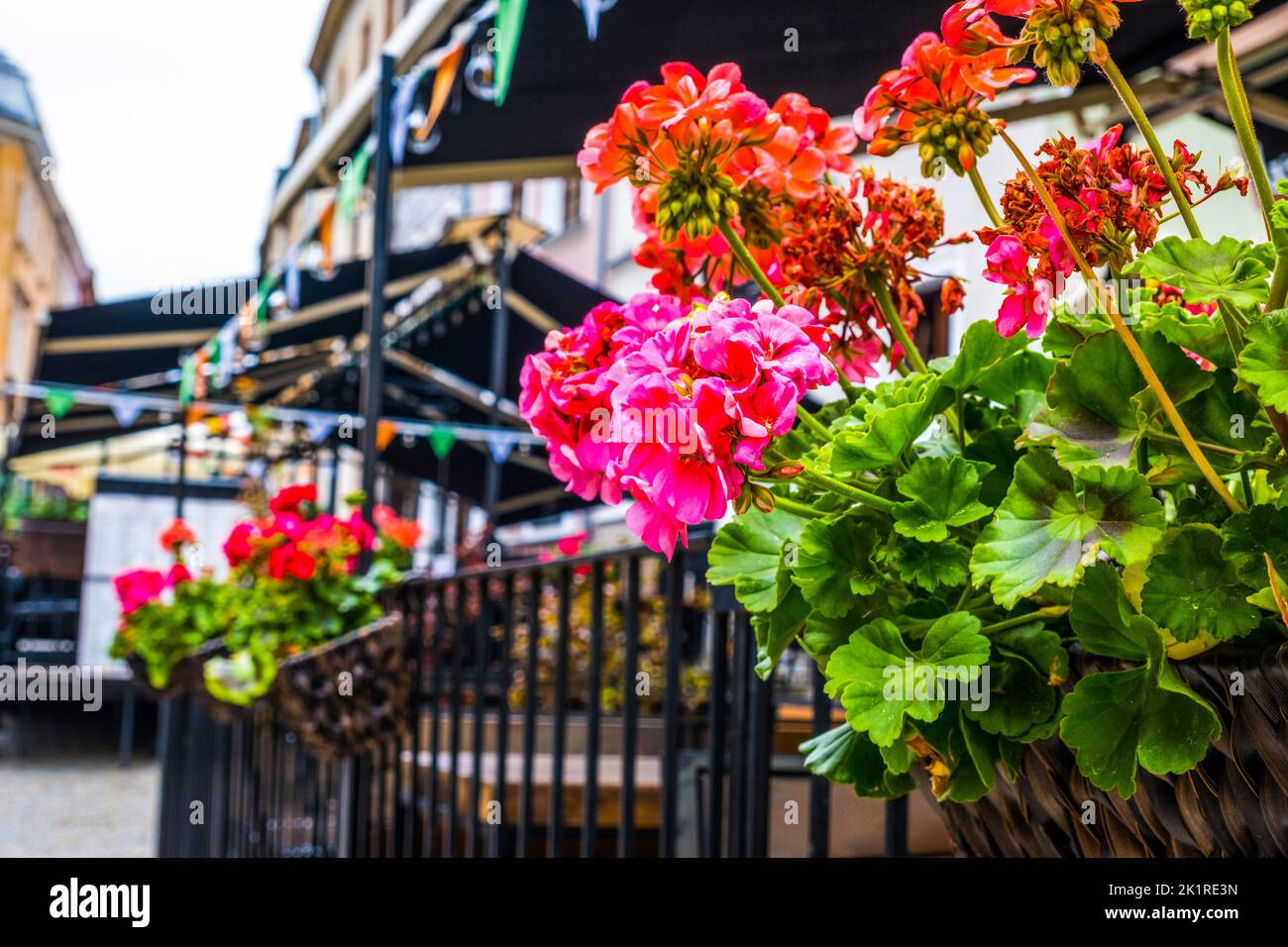 Inflorescence of red and pink geranium flowers on the street of old ...