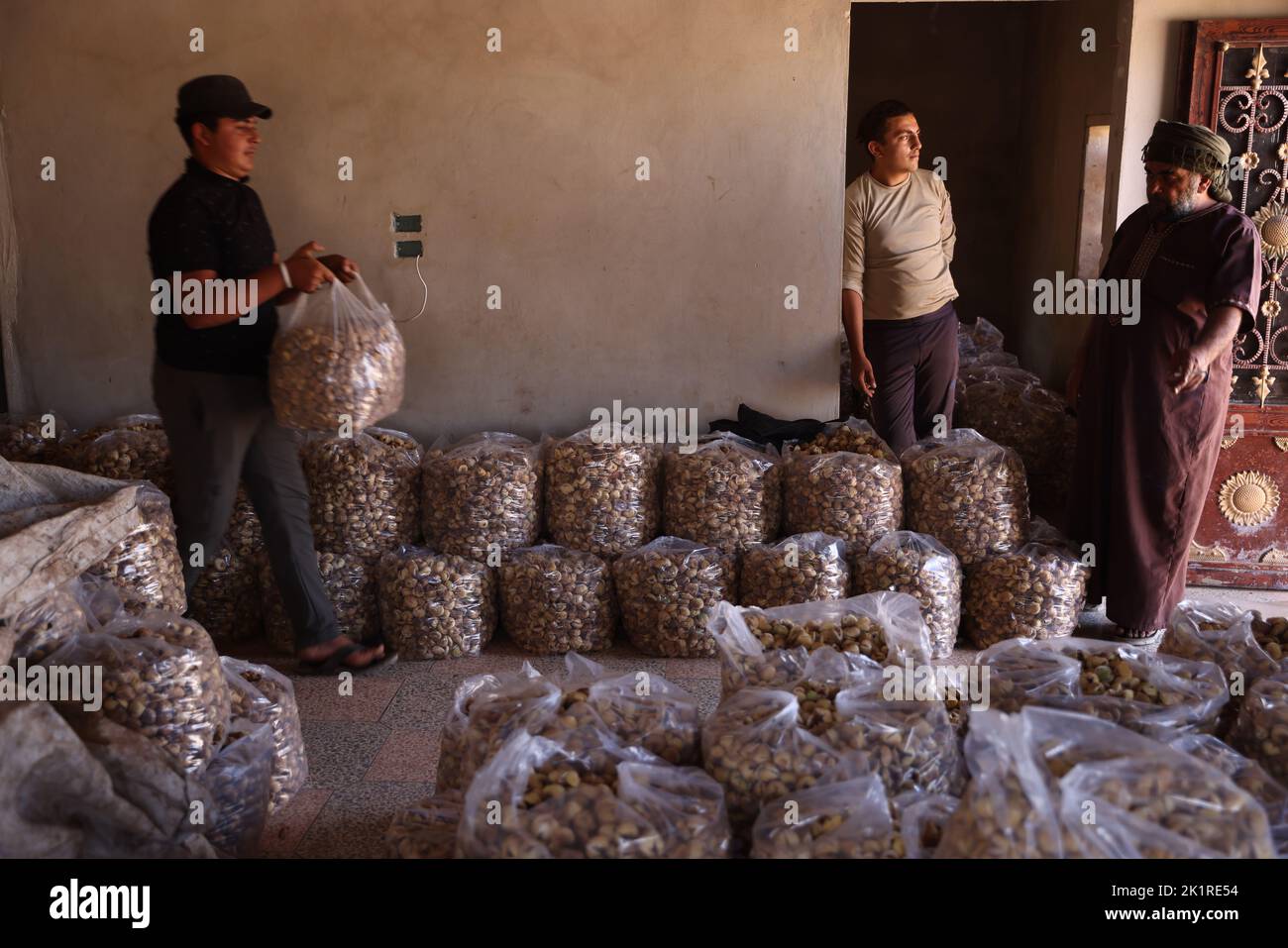 20 September 2022, Syria, Baluon: Syrian workers collect dried figs at ...