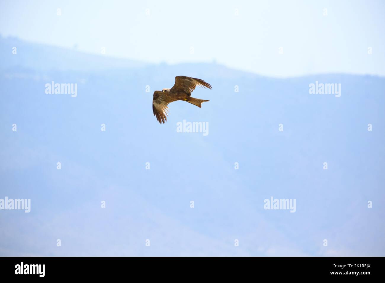 A scenic view of red-tailed hawk flying under clear blue sky in ...