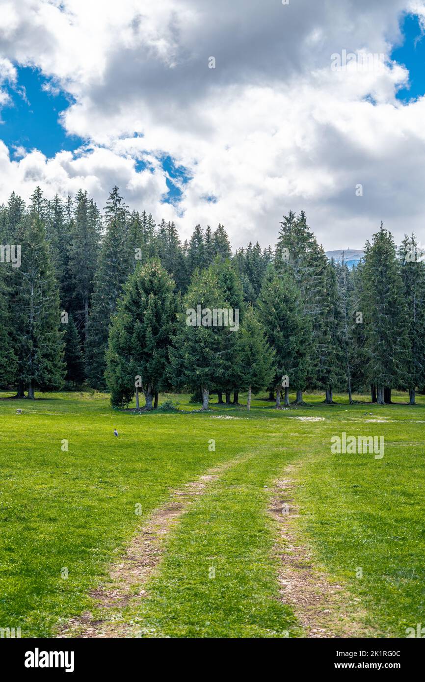 A beautiful landscape in nature. The meadow, the forest and the sky ...