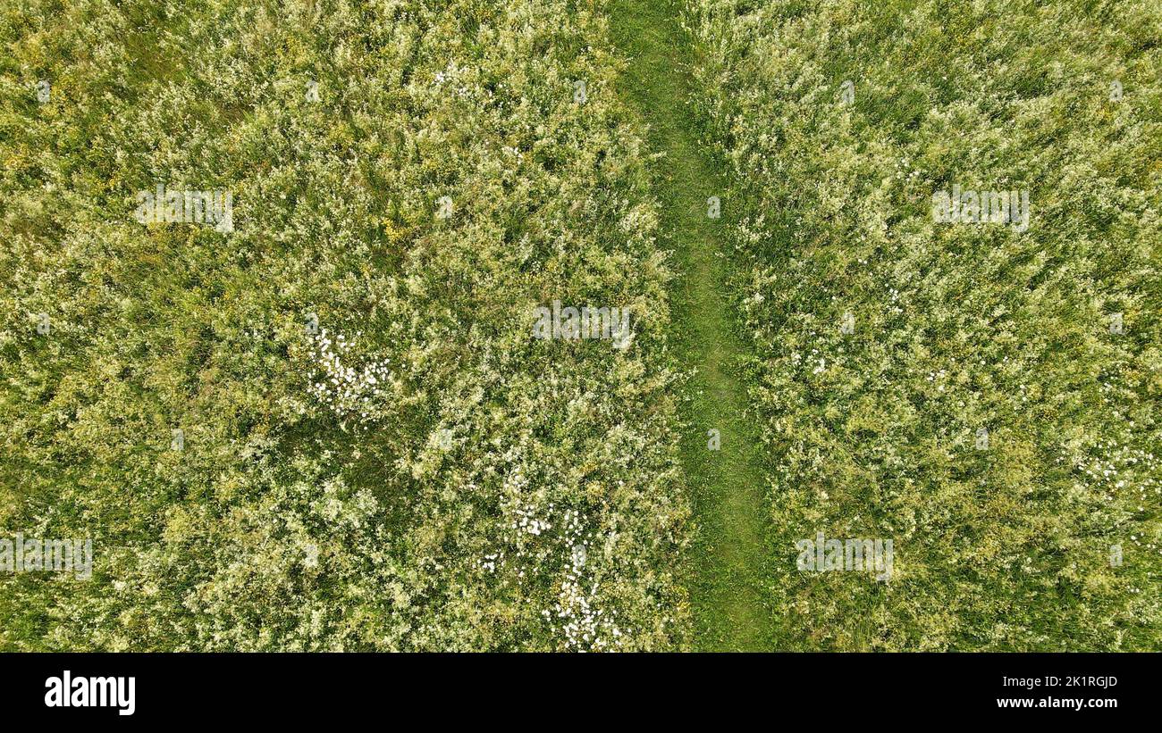 A top view of a crop field with a foot trail in the middle Stock Photo ...
