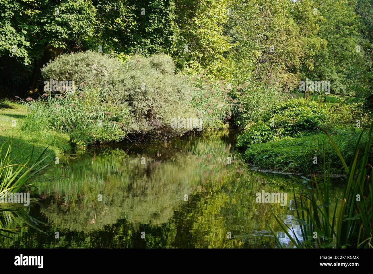 A view of trees, plants and a small pond in a forest Stock Photo - Alamy