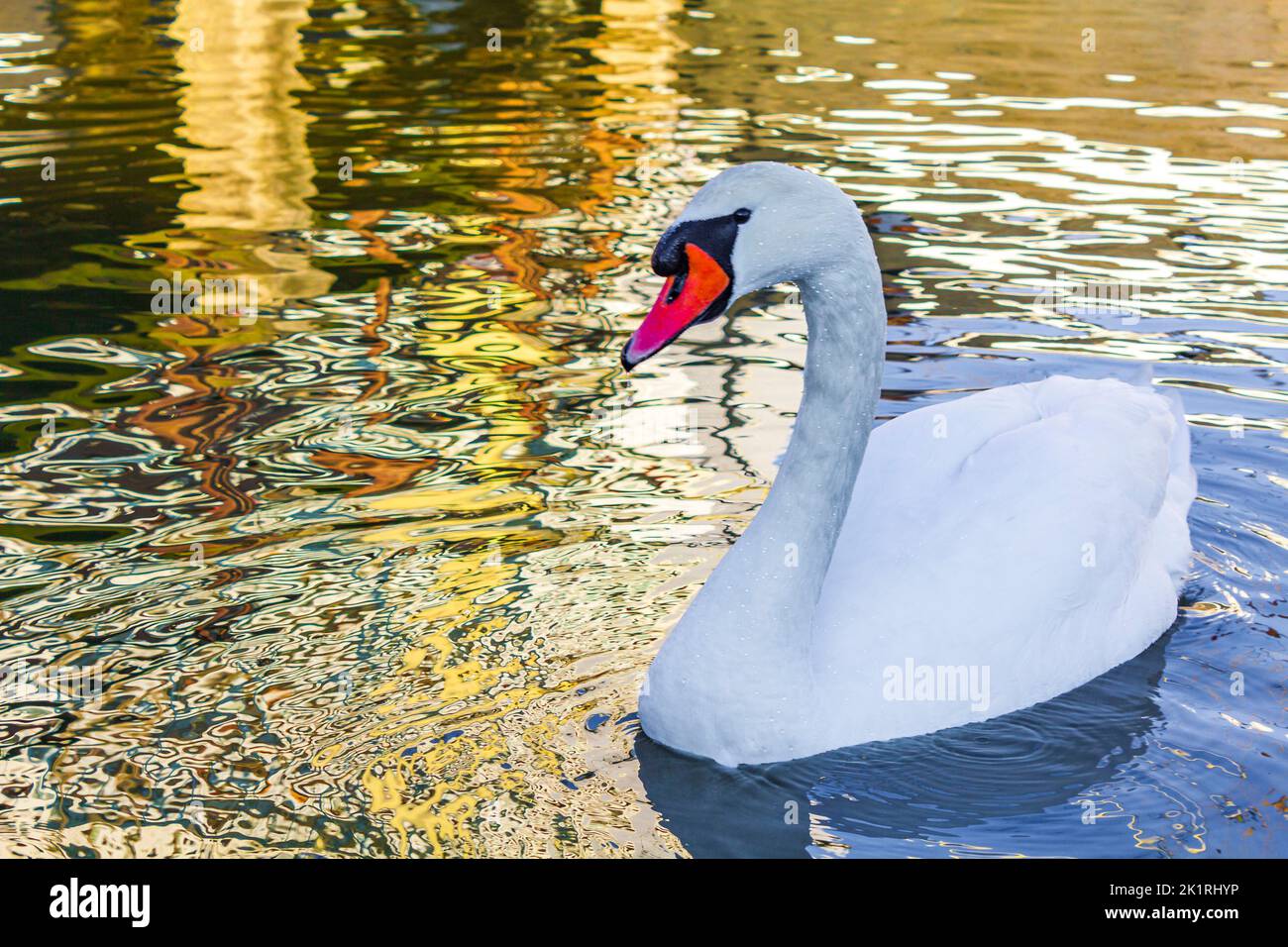 Beautiful pretty white swan in the Weser river in Central-South ...