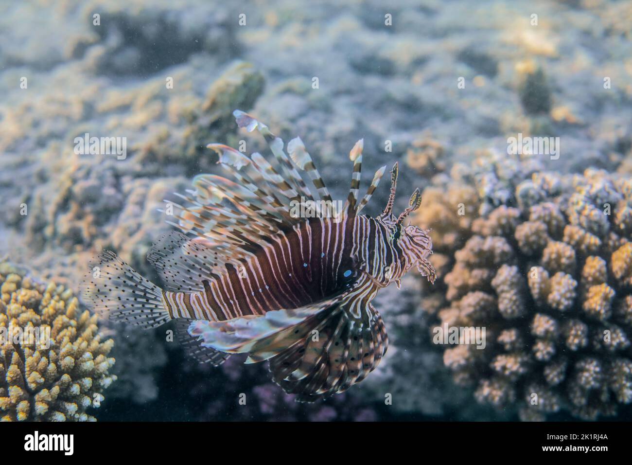 Underwater World of the Re Sea Coral Reef near Marsa Alam city, Egypt ...