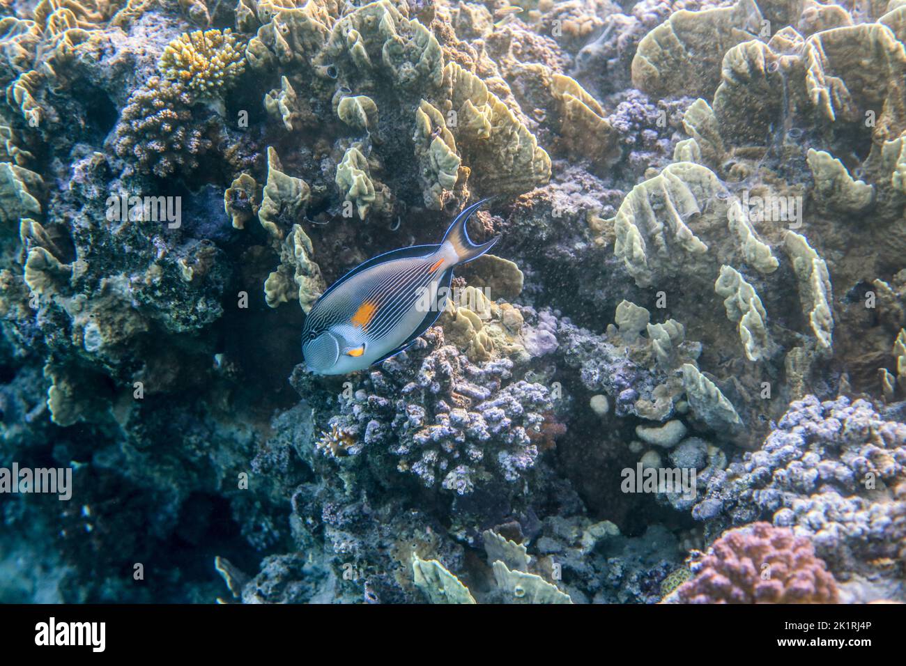 Underwater World of the Re Sea Coral Reef near Marsa Alam city, Egypt ...