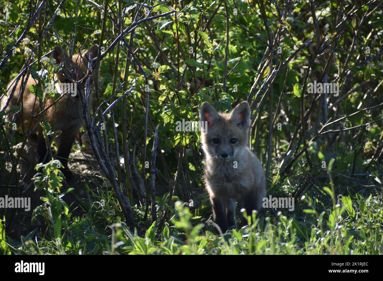 Young foxes in spring, Sainte-Apolline, Quebec, Canada Stock Photo - Alamy