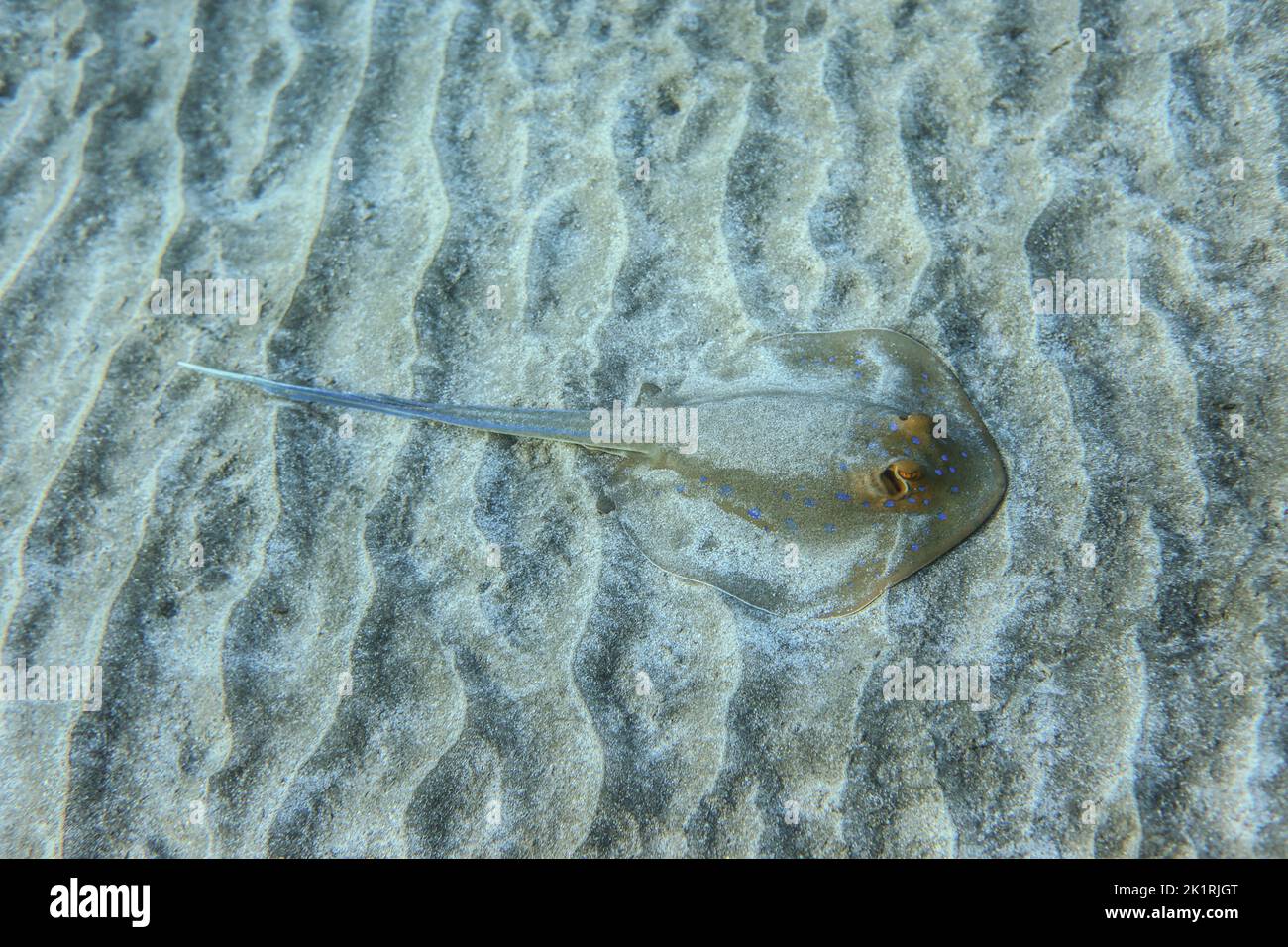 Close Up View of the Red Sea Stingray near Marsa Alam beach, Egypt ...