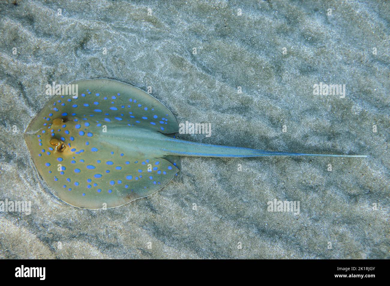 Close Up View of the Red Sea Stingray near Marsa Alam beach, Egypt ...