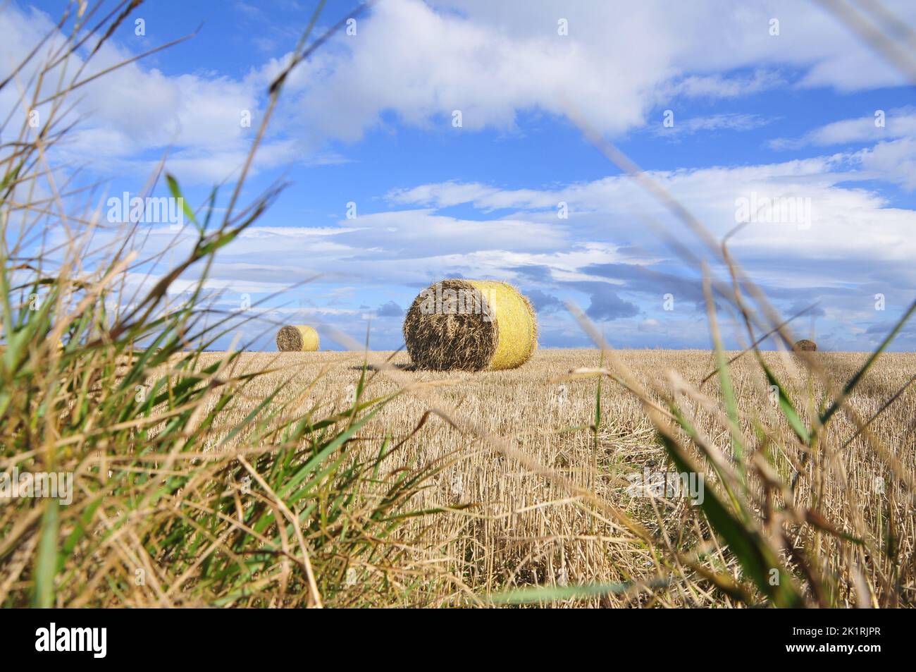 Bales of hay in Ireland Stock Photo - Alamy