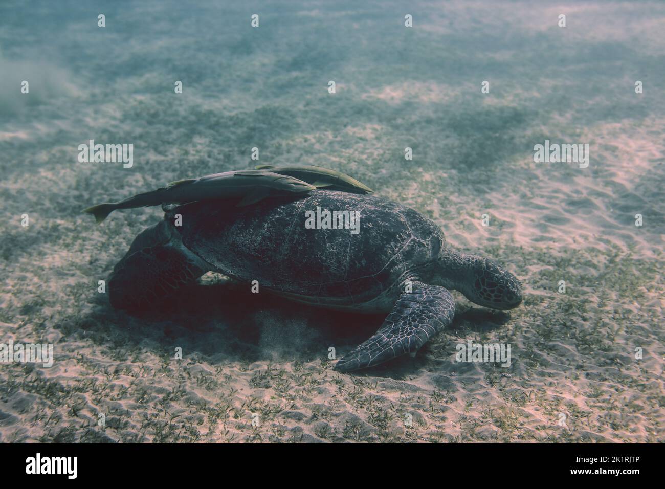 Big Red Sea Turtles near the Marsa Alam Beach Beach, Egypt Stock Photo ...