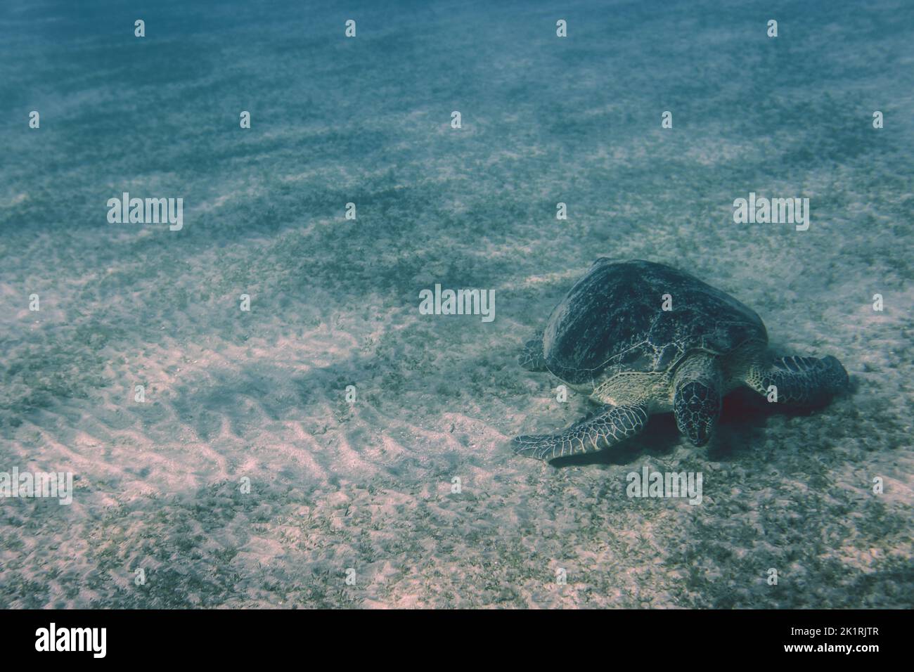 Big Red Sea Turtles near the Marsa Alam Beach Beach, Egypt Stock Photo ...