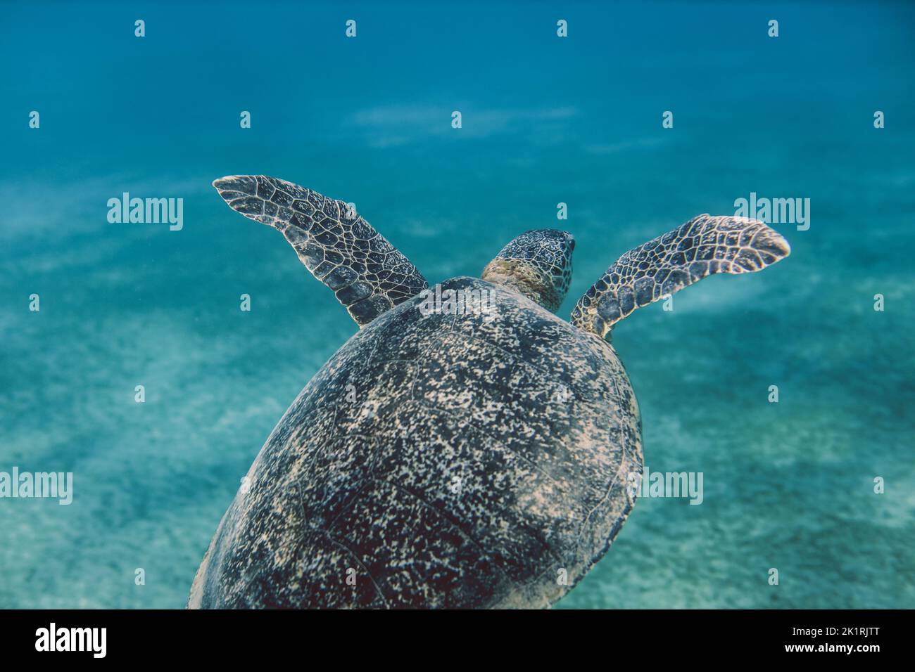 Big Red Sea Turtles near the Marsa Alam Beach Beach, Egypt Stock Photo ...