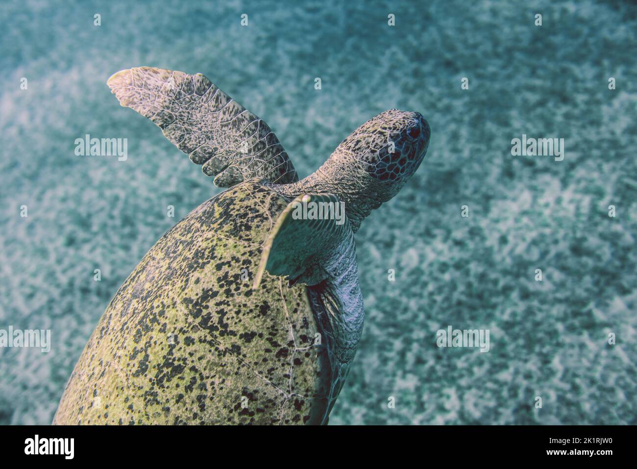 Big Red Sea Turtles near the Marsa Alam Beach Beach, Egypt Stock Photo ...